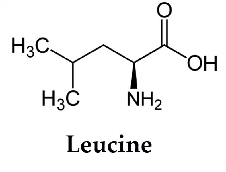 Leucine là gì? Tác dụng của Leucine với sức khỏe ra sao?