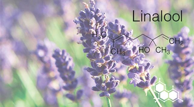 Linalool là gì? Tác dụng của Linalool trong mỹ phẩm là gì?