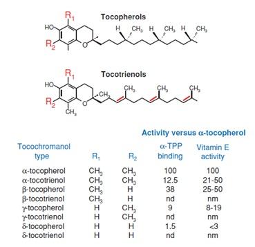 Tocopherol là gì? Tocopherol trong mỹ phẩm có tác dụng gì?